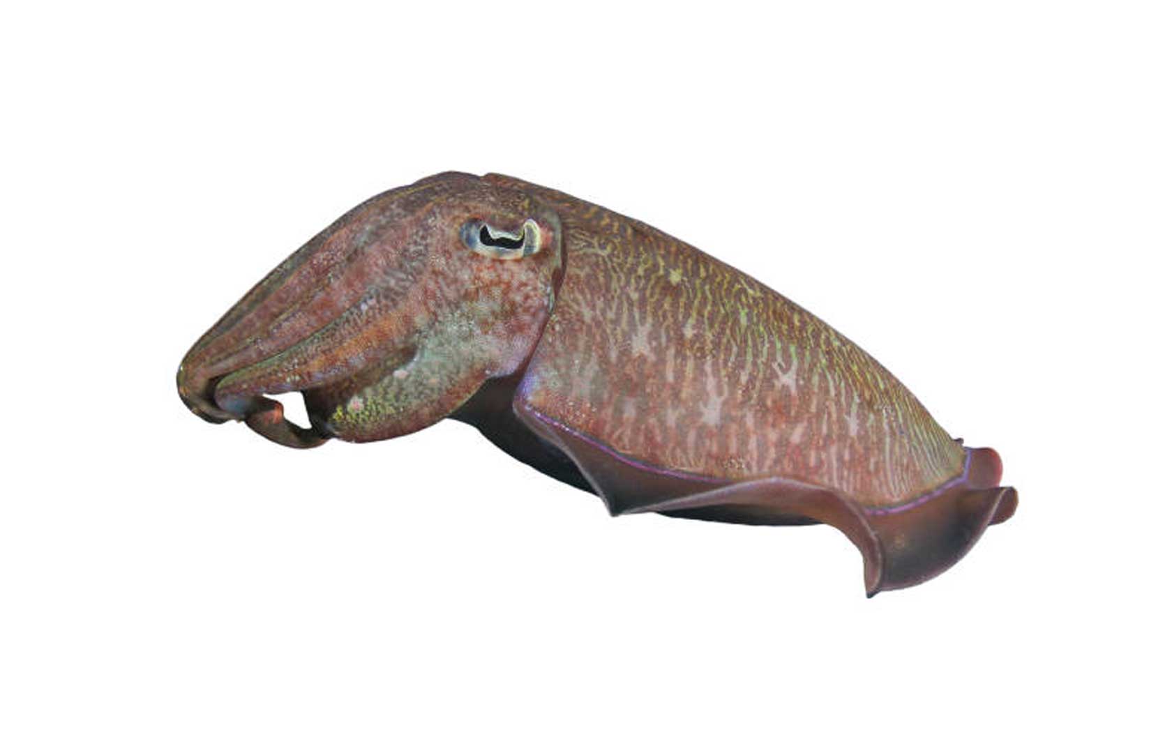 ปลาหมึกกระดอง – สมุนไพรดอทคอม