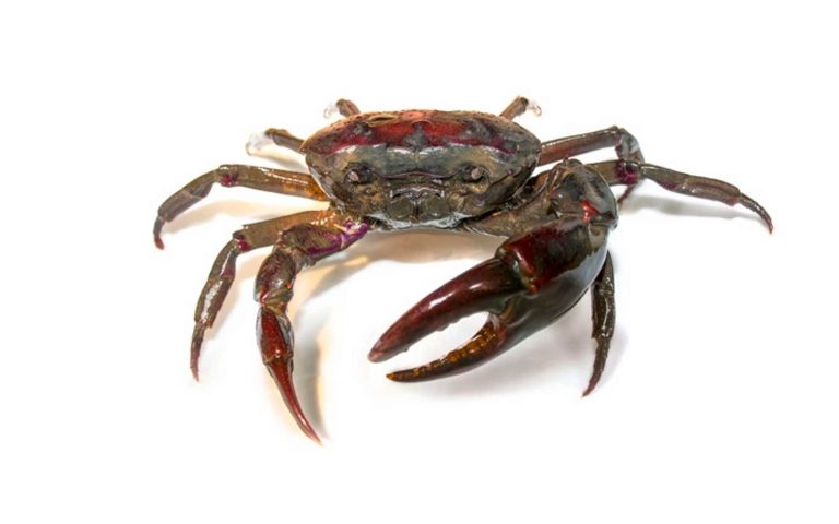 ปูนา – สมุนไพรดอทคอม