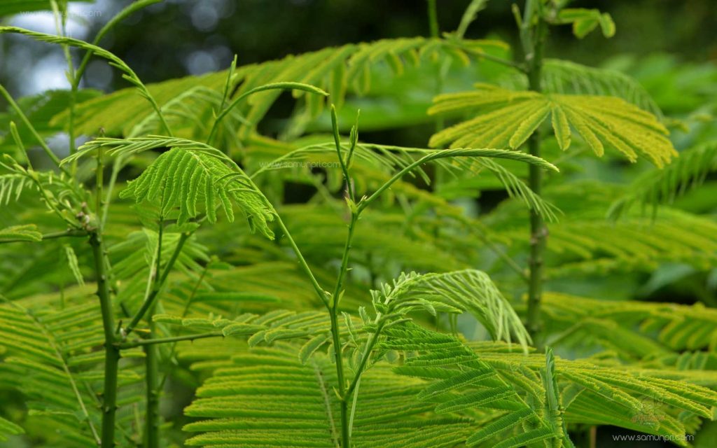 ชะอม – สมุนไพรดอทคอม