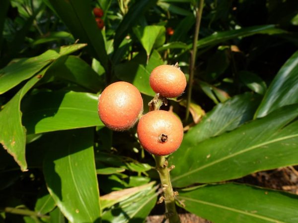 ข่าลิง – สมุนไพรไทย