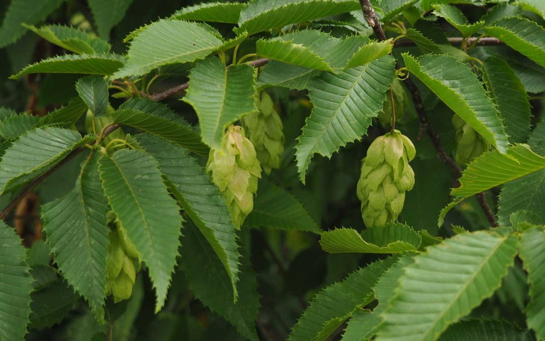 Carpinus viminea Wall. – สมุนไพรดอทคอม