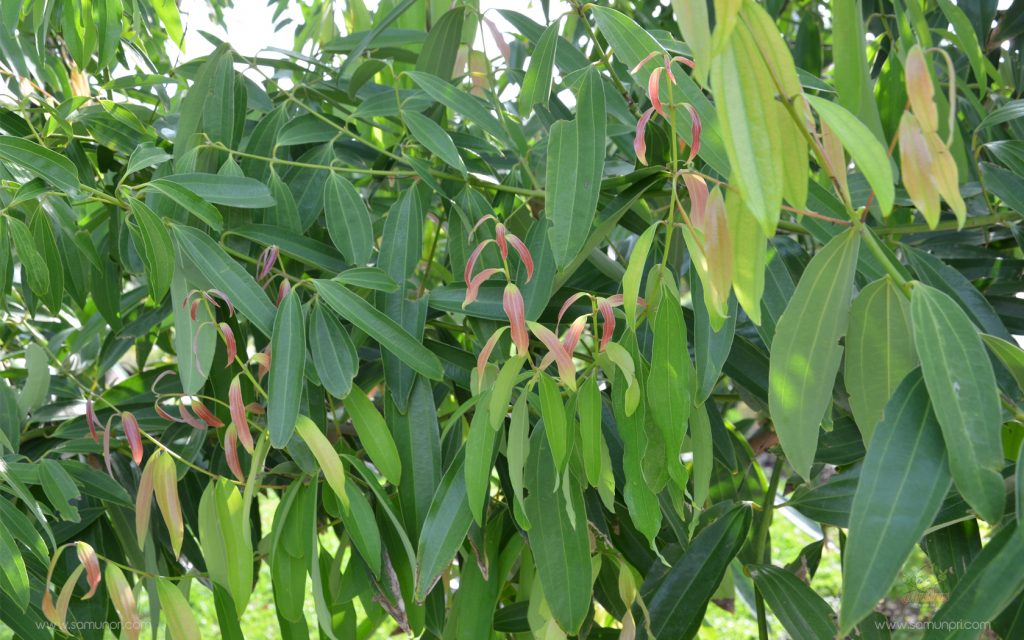 Cinnamomum iners – สมุนไพรดอทคอม