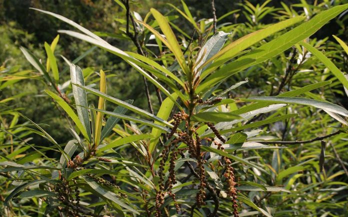 ไคร้น้ำ – สมุนไพรดอทคอม