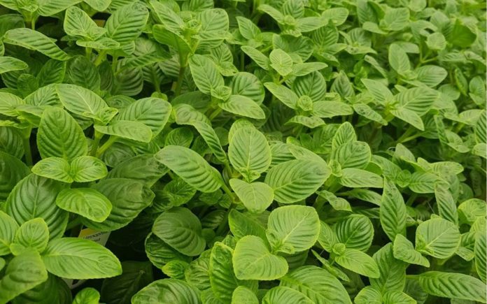 ผักกะโฉม – สมุนไพรดอทคอม