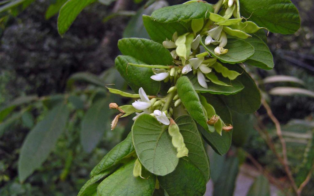 กาสามปีกใหญ่ – สมุนไพรดอทคอม