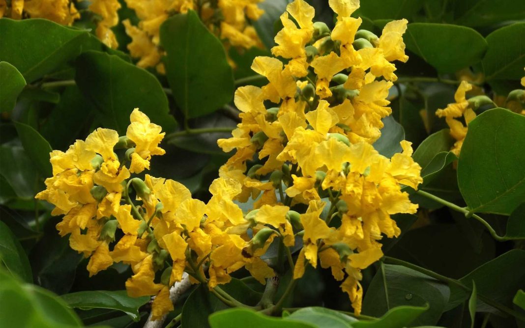 ประดู่บ้าน – สมุนไพรดอทคอม