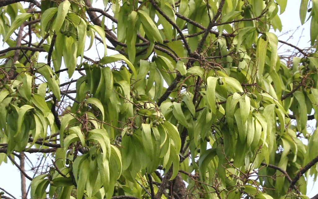 สำรอง – สมุนไพรดอทคอม